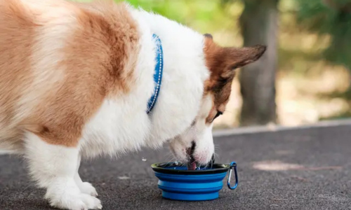 Summer Products for Pets: Keeping Your Pet Cool, Safe, and Happy All S