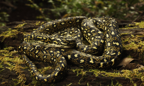 Carpet and Diamond Pythons: Fascinating Pets for Reptile Enthusiasts