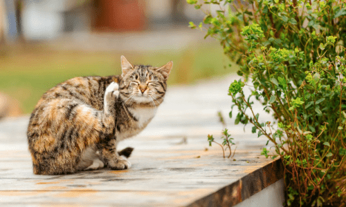 Common Causes of Itchy Skin in Cats: What You Need to Know – Woonona ...