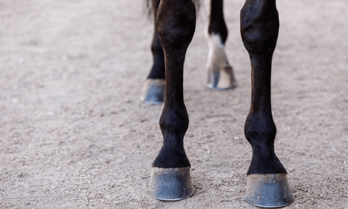 How to Keep Your Horse’s Hooves Healthy – Woonona Petfoods