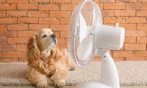 How to Keep Your Pets Safe During the Heatwave: Expert Tips from Woono