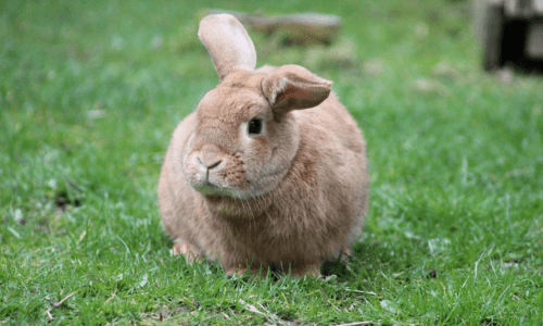 Urgent: Protect Your Pet Rabbit from Deadly Calicivirus – Vaccinate Be