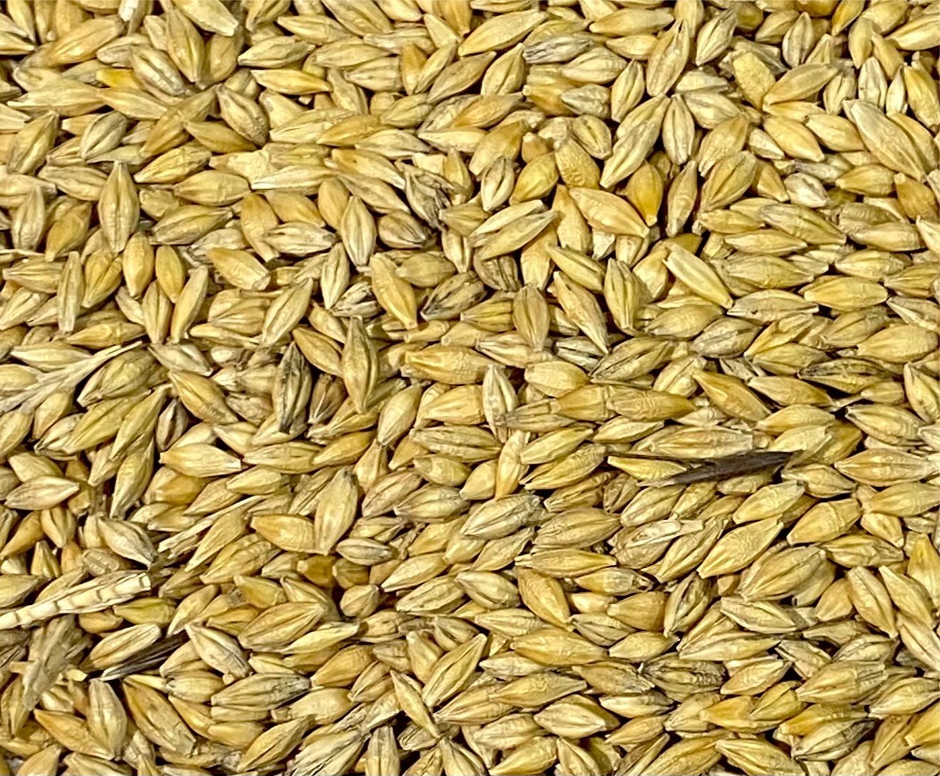 Barley Whole per – Woonona Petfood & Produce